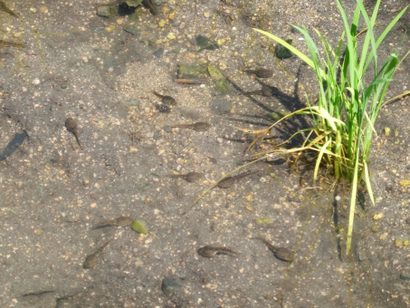 Signs of Spring | QuickHelpJapan